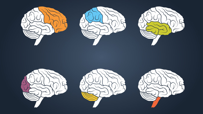 Many Brain Areas Work Together for Learning