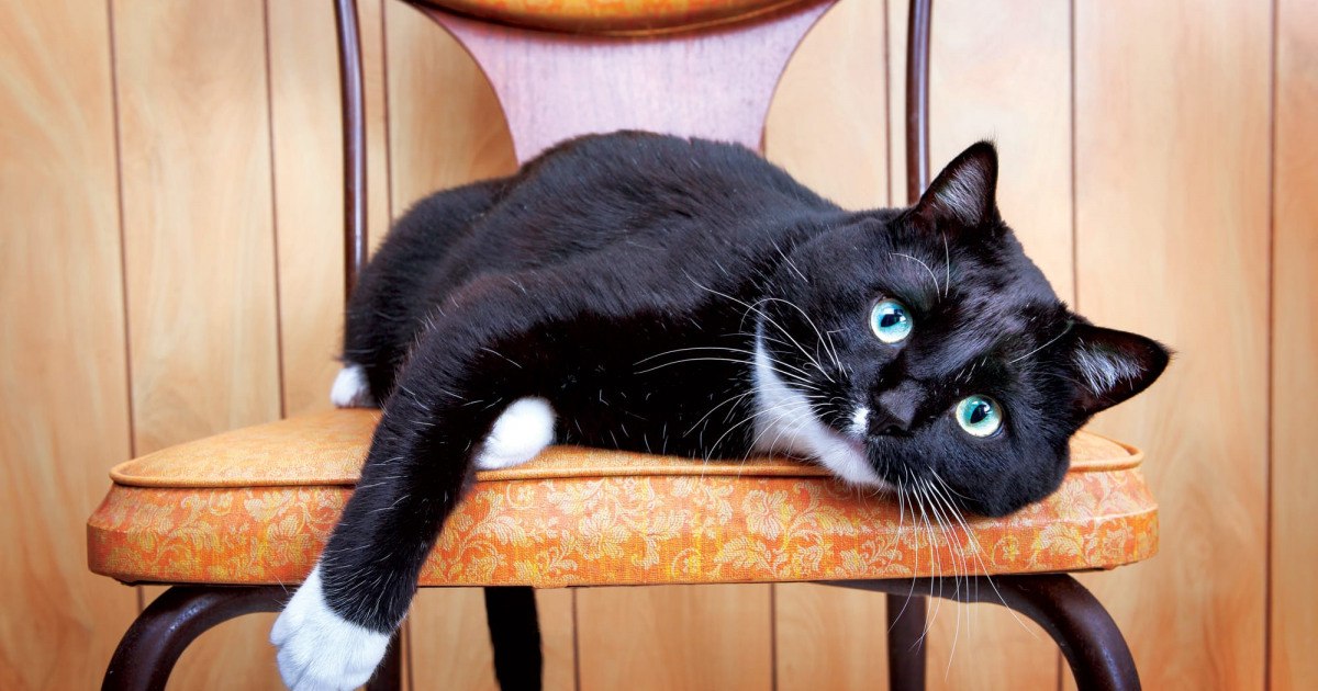 Take This Cat Personality Test - Modern Cat